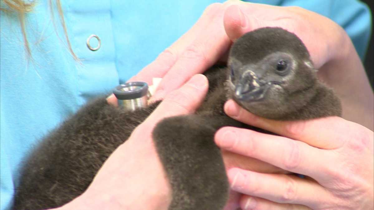 Photos: Baby penguins make debut at National Aviary