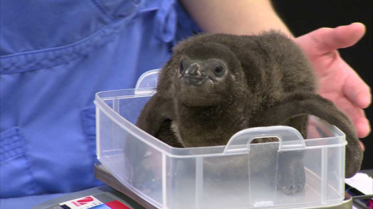 Photos: Baby penguins make debut at National Aviary