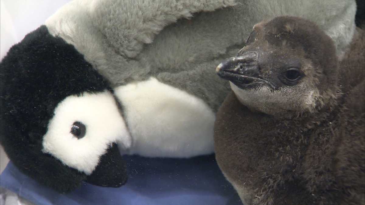 Photos: Baby penguins make debut at National Aviary