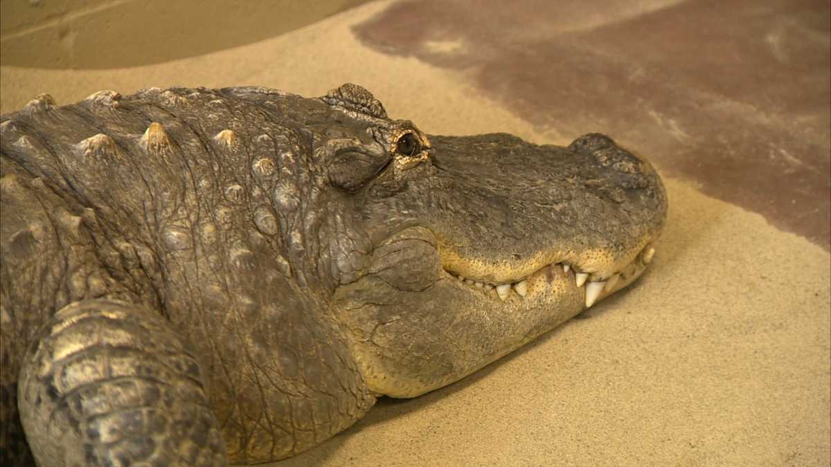Photos: Some zoo animals enjoying cold weather