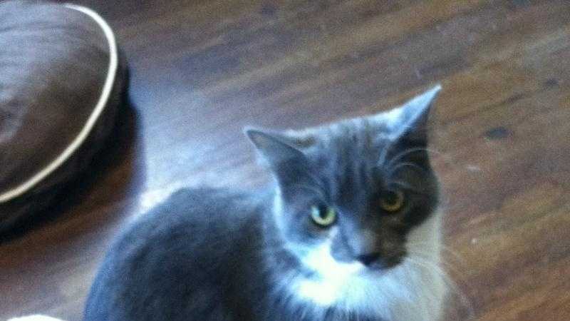 It's National Adopt a Cat Month: Local Cats for Adoption