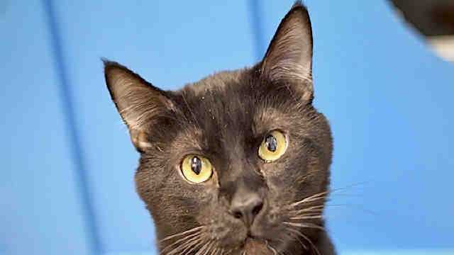 It's National Adopt a Cat Month: Local Cats for Adoption