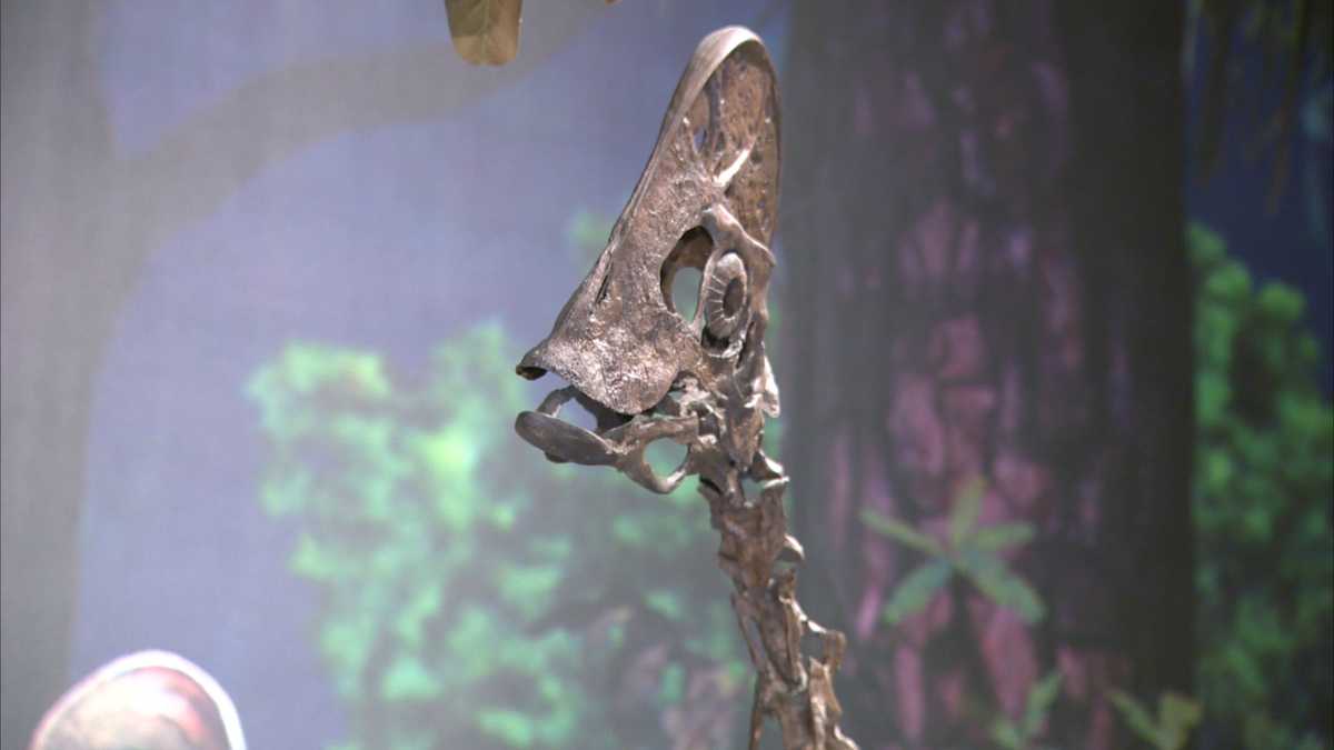 Photos: Meet 'chicken from hell' dinosaur at Carnegie Museum of Natural ...