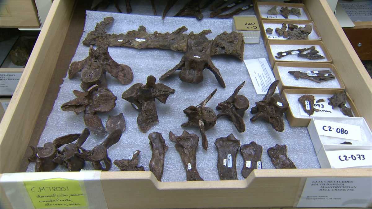 Photos: Meet 'chicken from hell' dinosaur at Carnegie Museum of Natural ...