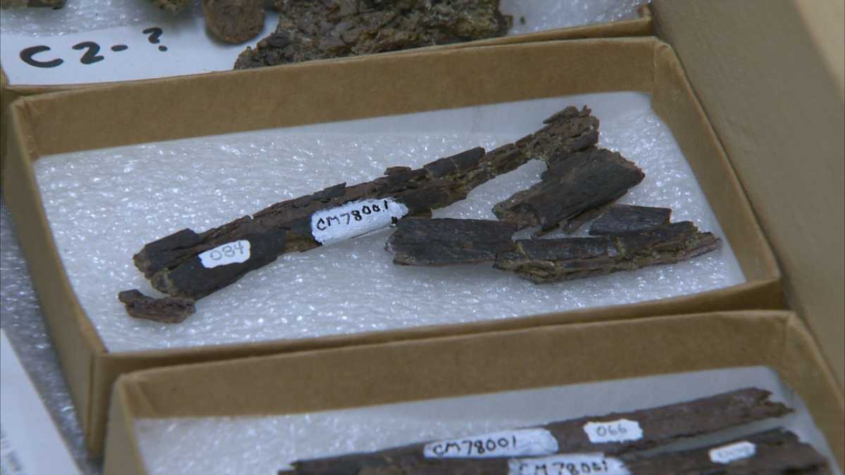 Photos: Meet 'chicken from hell' dinosaur at Carnegie Museum of Natural ...