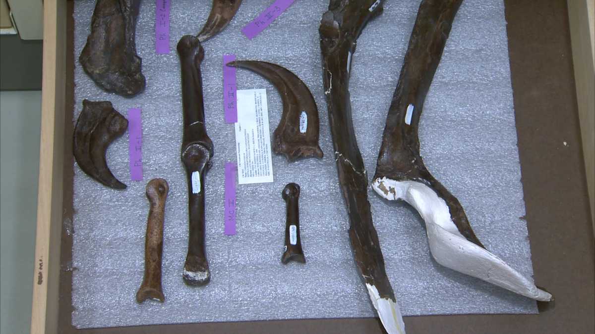 Photos: Meet 'chicken from hell' dinosaur at Carnegie Museum of Natural ...