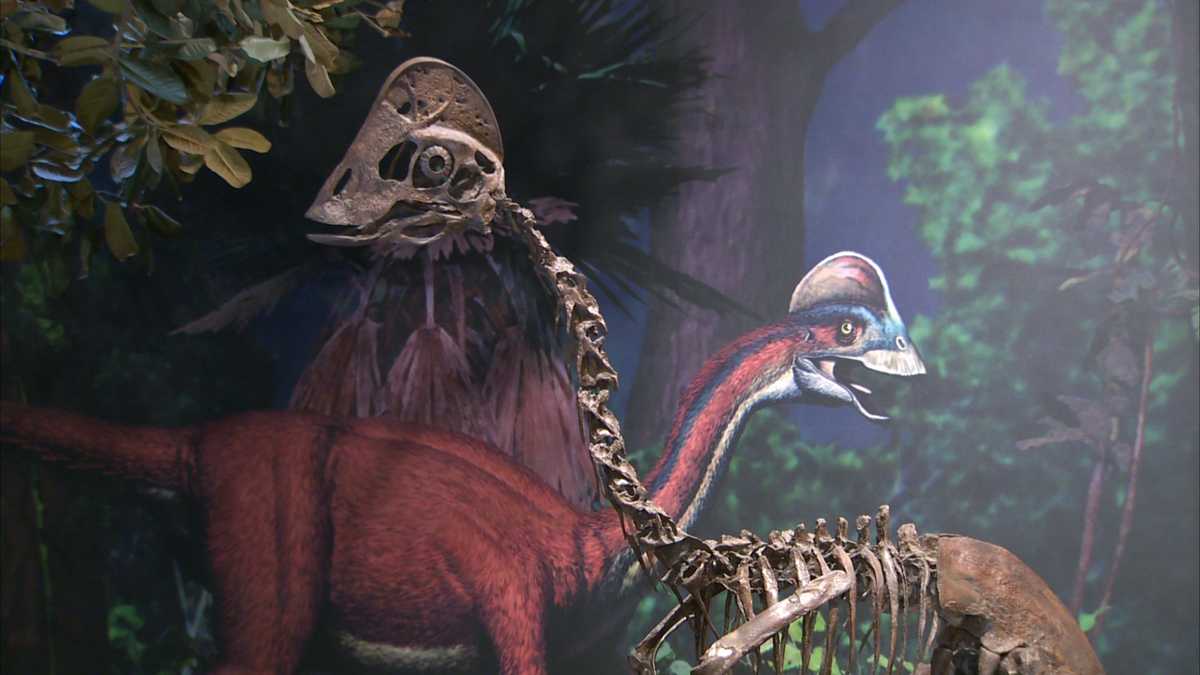 Photos: Meet 'chicken from hell' dinosaur at Carnegie Museum of Natural ...