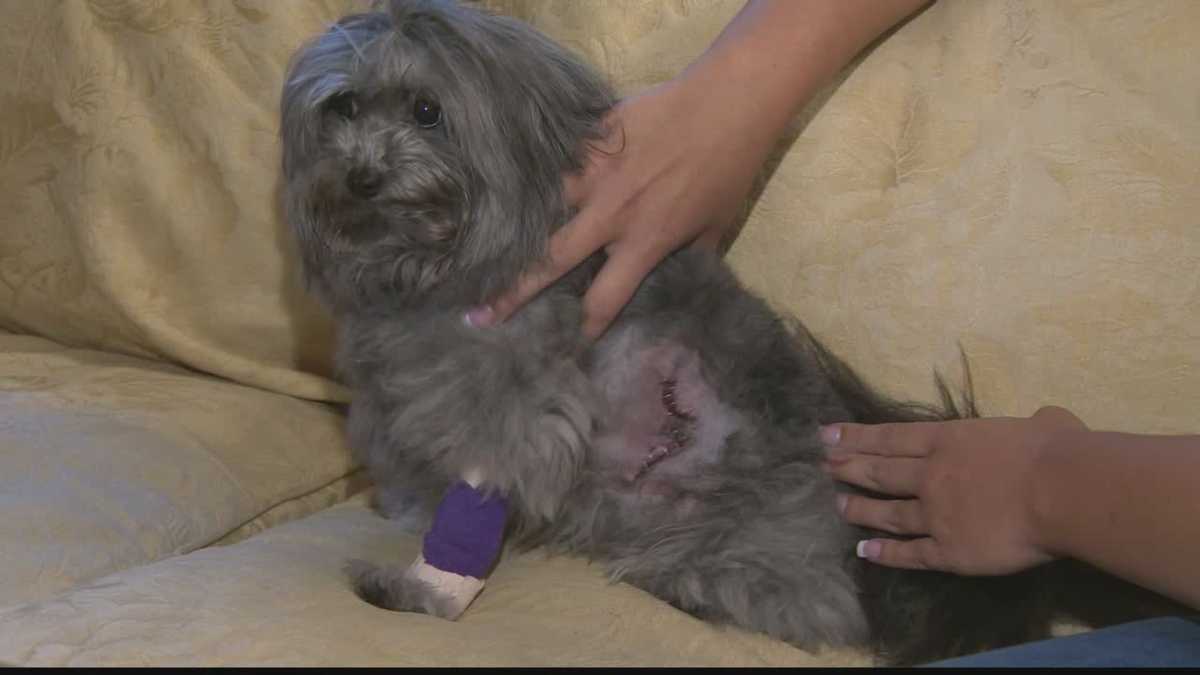 Pet owner upset after groomer injures her dog