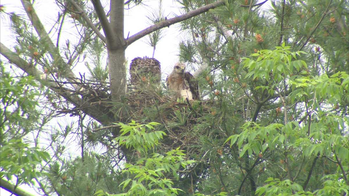 Photos: Hawk hatchlings moved from nest in Forest Hills