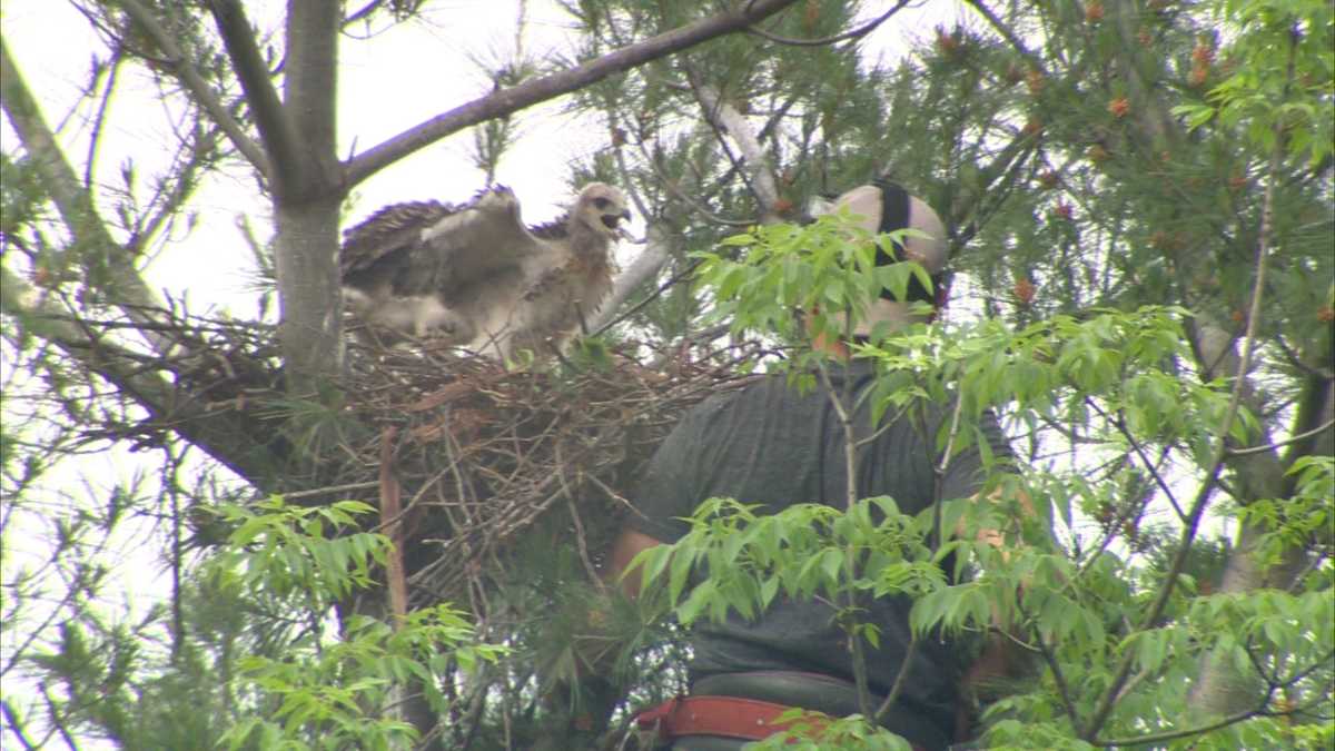 Photos: Hawk hatchlings moved from nest in Forest Hills