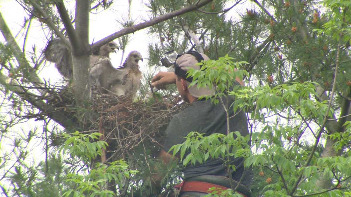 Photos: Hawk hatchlings moved from nest in Forest Hills