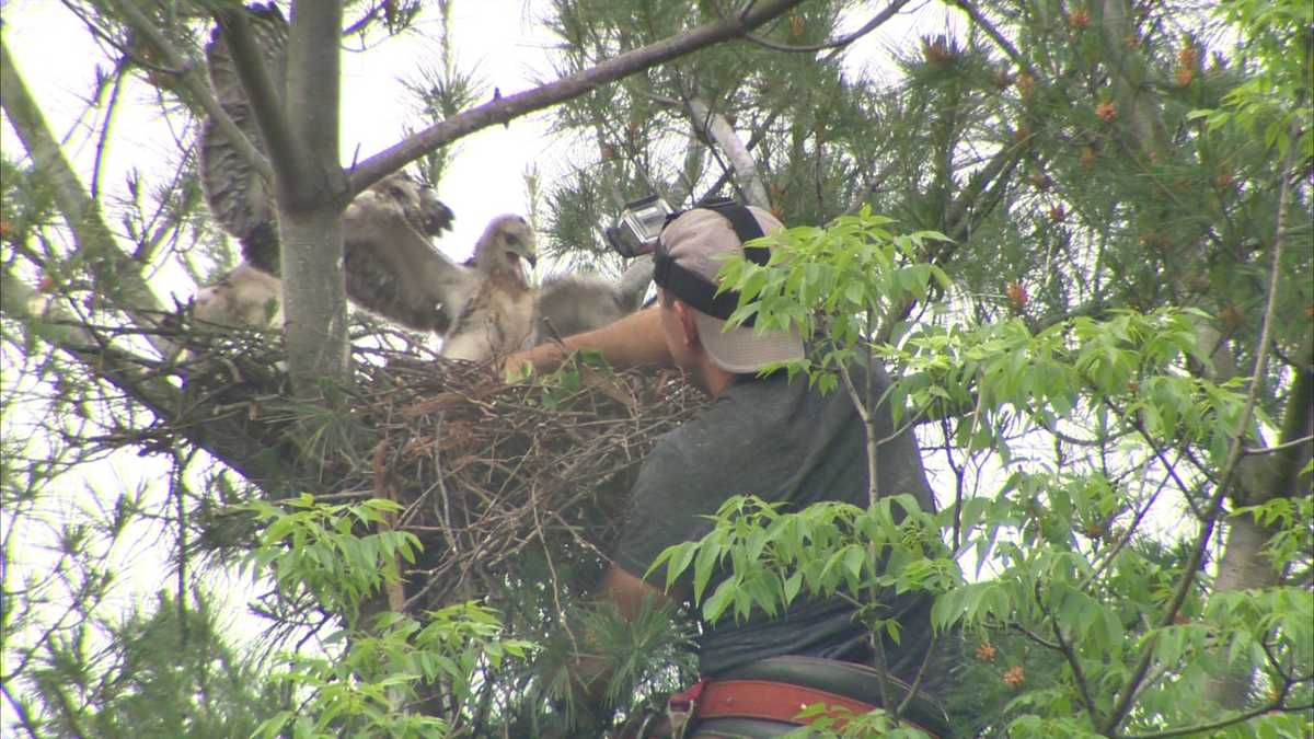 Photos: Hawk hatchlings moved from nest in Forest Hills