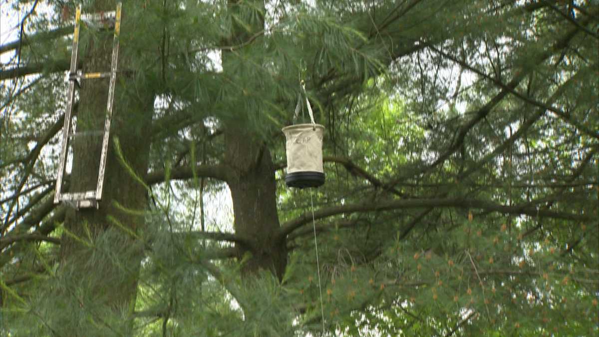 Photos: Hawk hatchlings moved from nest in Forest Hills
