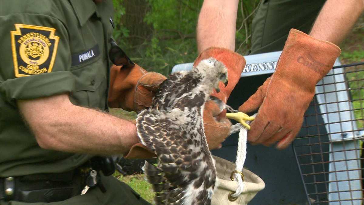 Photos: Hawk hatchlings moved from nest in Forest Hills