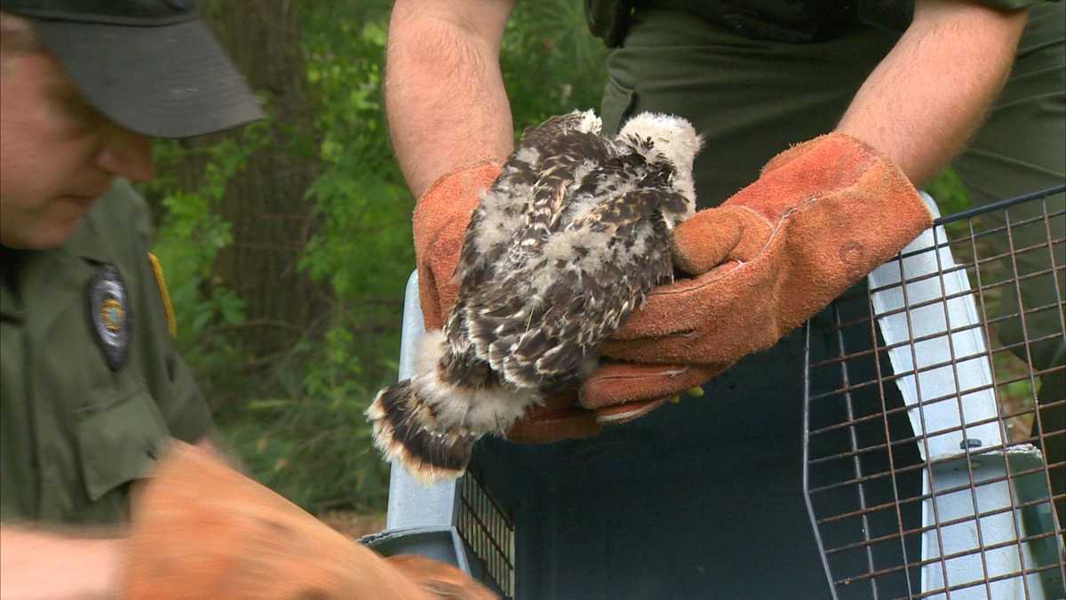 Photos: Hawk hatchlings moved from nest in Forest Hills
