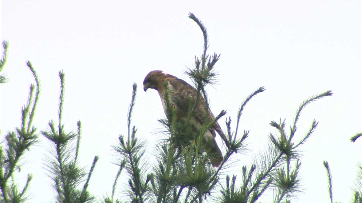 Photos: Hawk hatchlings moved from nest in Forest Hills