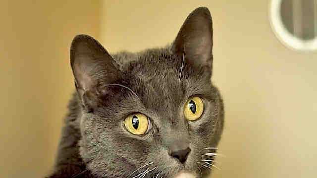 It's National Adopt a Cat Month: Local Cats for Adoption