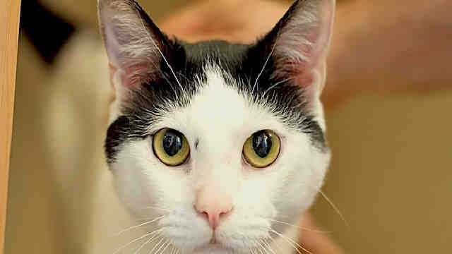 It's National Adopt a Cat Month: Local Cats for Adoption
