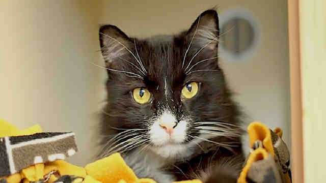 It's National Adopt a Cat Month: Local Cats for Adoption