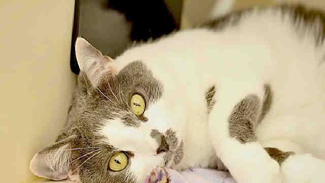 It's National Adopt a Cat Month: Local Cats for Adoption