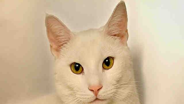 It's National Adopt a Cat Month: Local Cats for Adoption