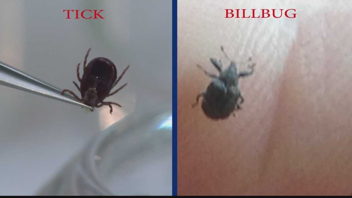 Imposter bug mistaken for ticks