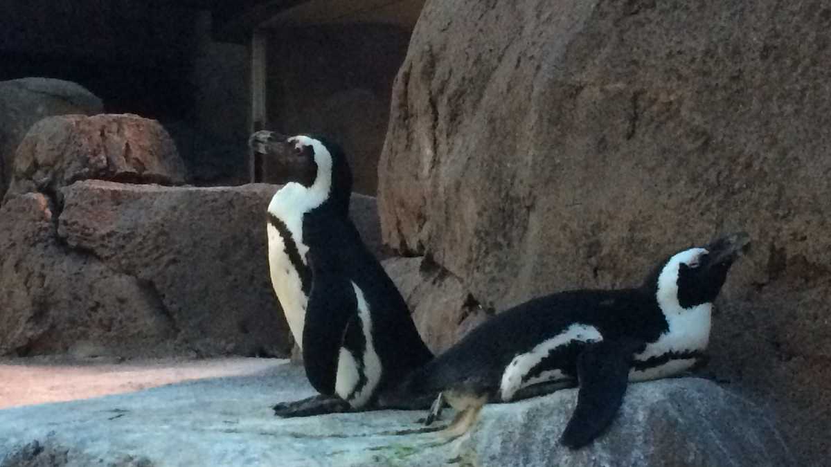 The National Aviary: Night in the Tropics
