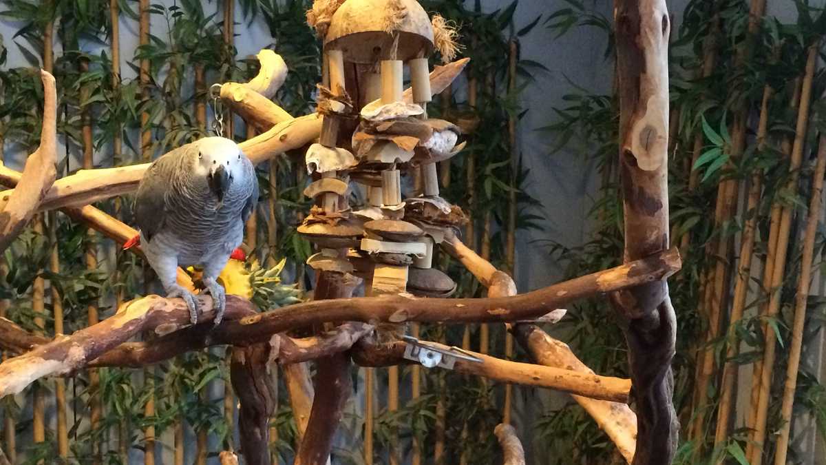 The National Aviary: Night in the Tropics