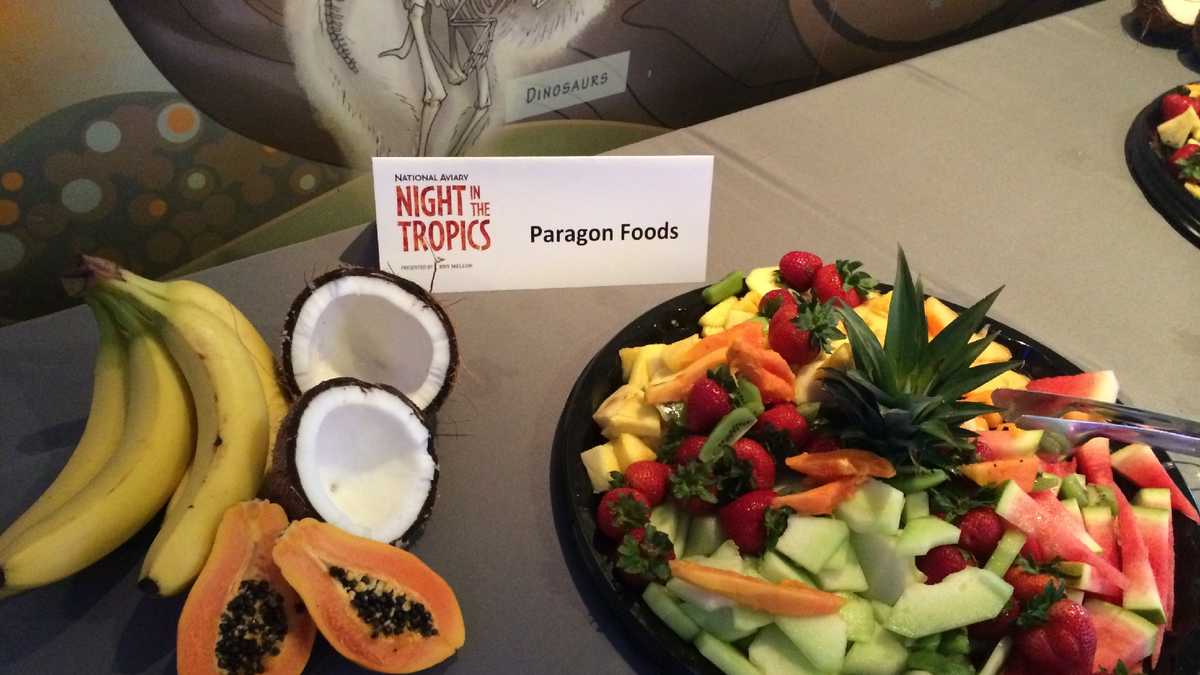 The National Aviary: Night in the Tropics