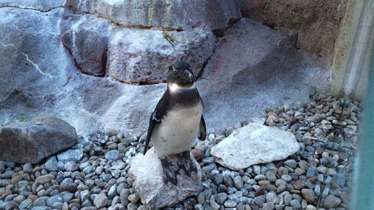 The National Aviary: Night in the Tropics