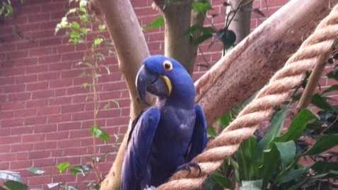 The National Aviary: Night in the Tropics