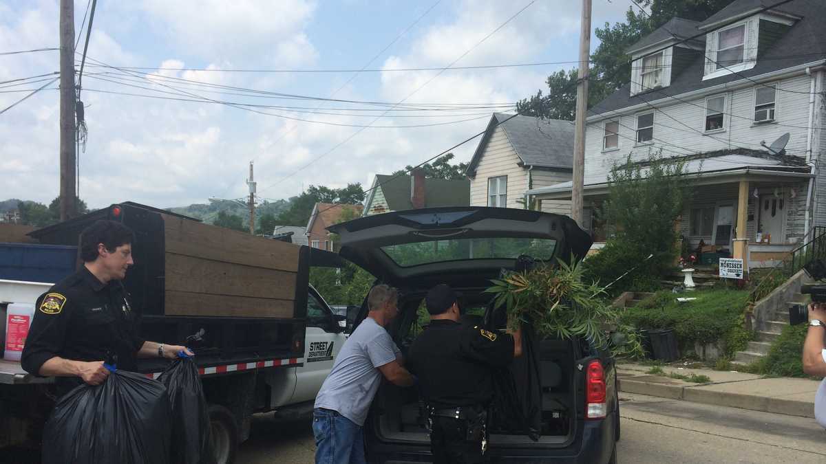 Police: Large marijuana-growing op found after brother shoots brother