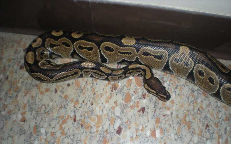 Photos: Woman finds snake in bathroom