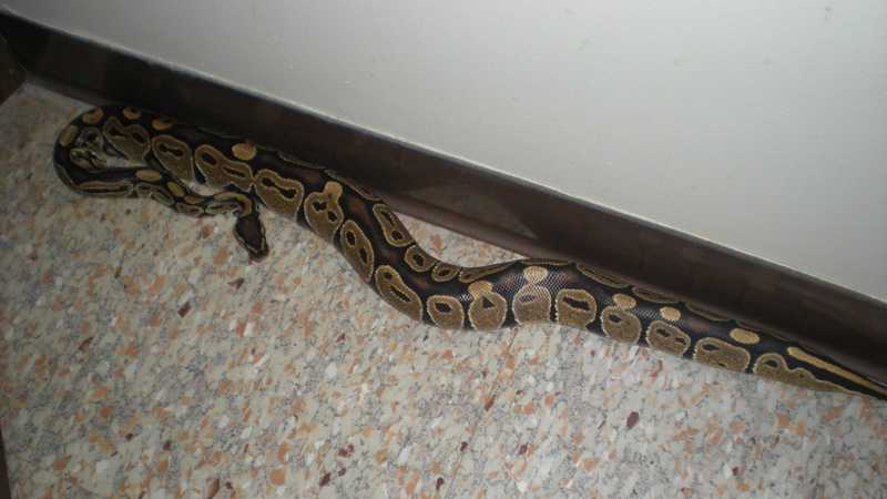 Photos: Woman finds snake in bathroom
