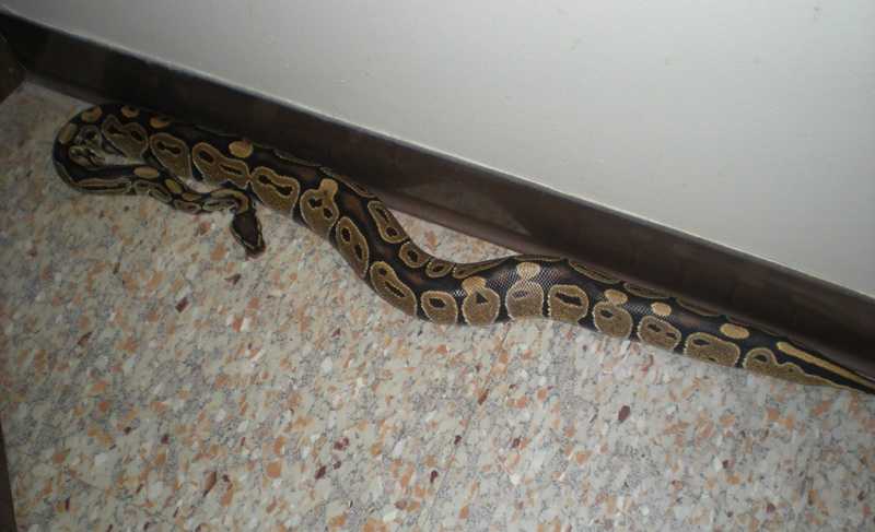 Photos: Woman finds snake in bathroom