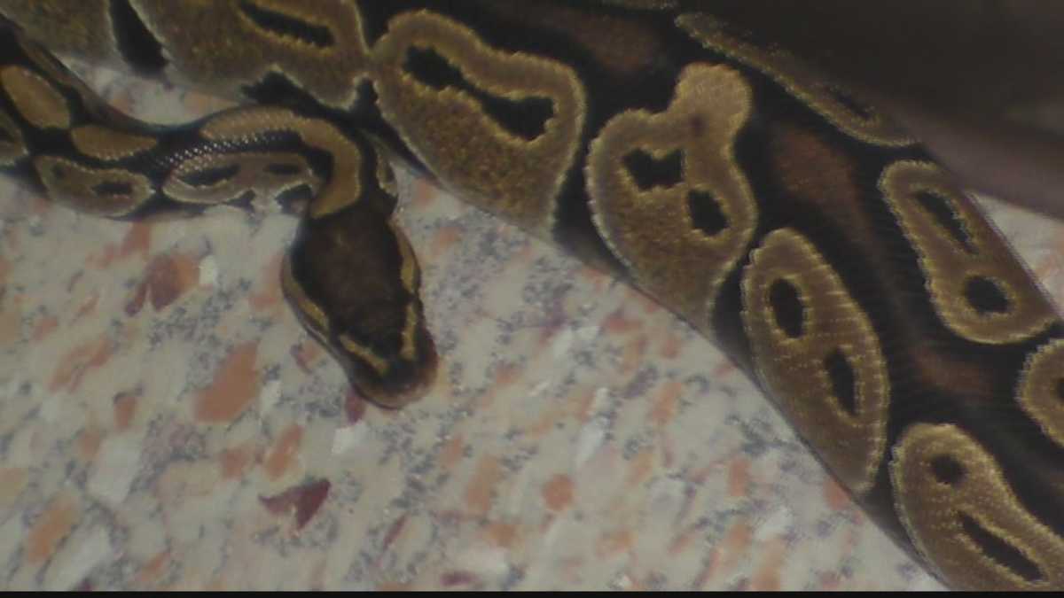 Photos: Woman finds snake in bathroom