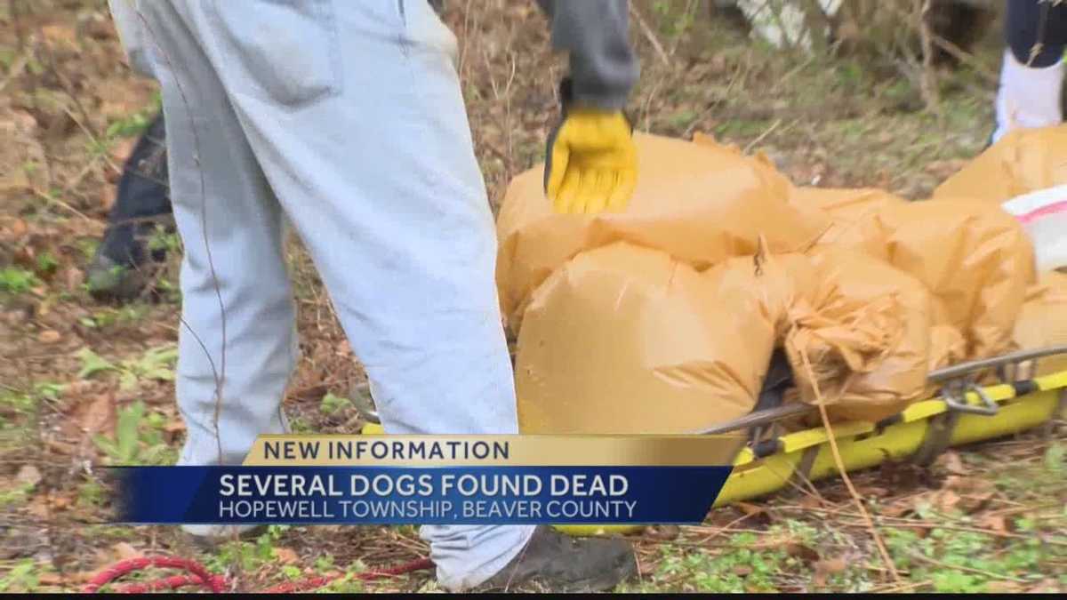 15 to 20 dead dogs discovered dumped down hillside