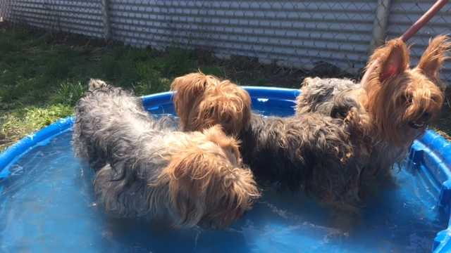 Photos: 18 Yorkies rescued after owner passes away