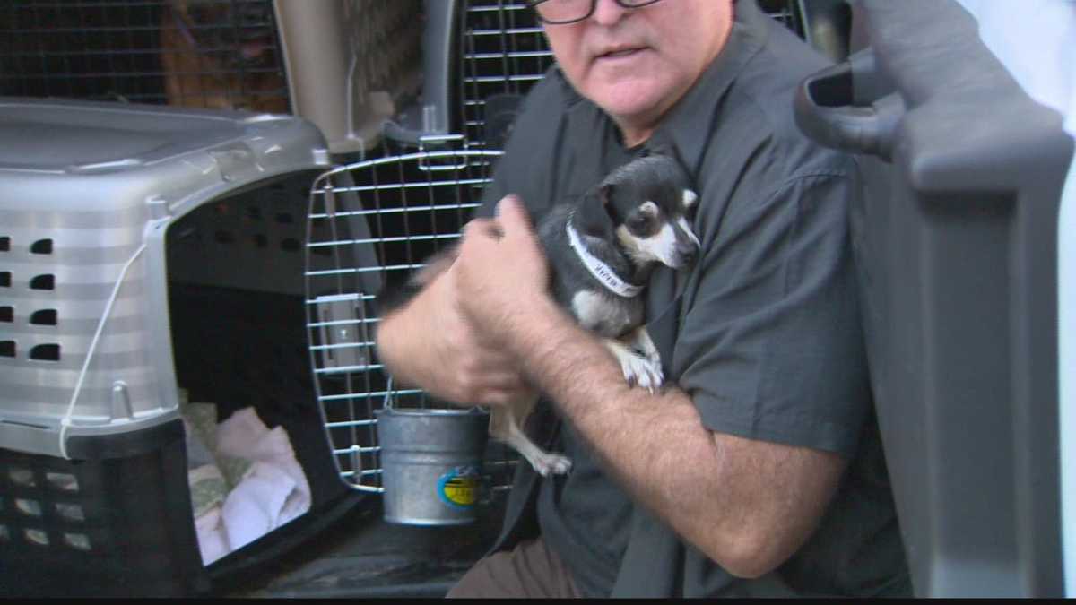 Displaced dogs from Carolina floods to find forever homes in Pittsburgh