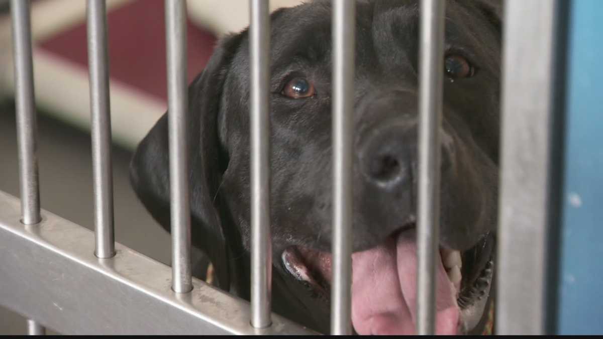 After deadly parvo outbreak, Western PA Humane Society dogs finally out ...