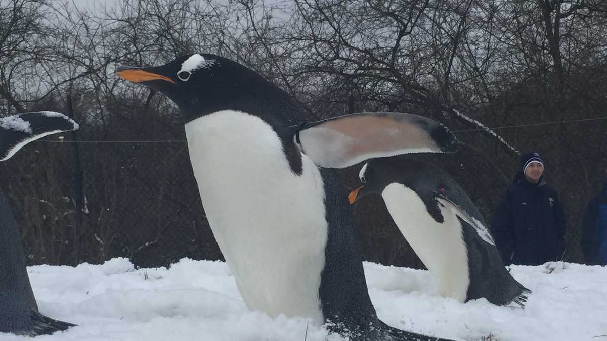 Playtime for the penguins at the Pittsburgh Zoo
