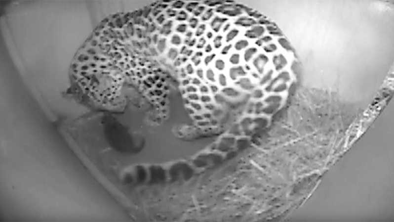 Pittsburgh Zoo announces birth of rare Amur leopard cub