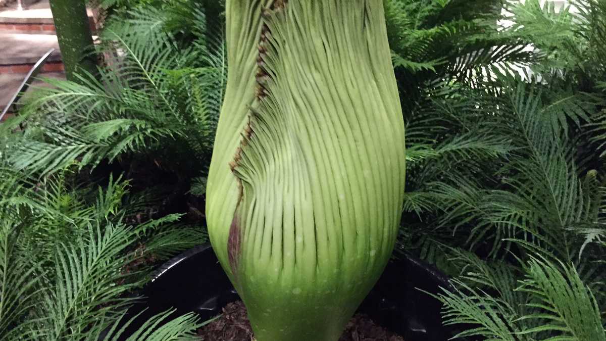 Photos: Pittsburgh's corpse flower set to bloom, unleash stench