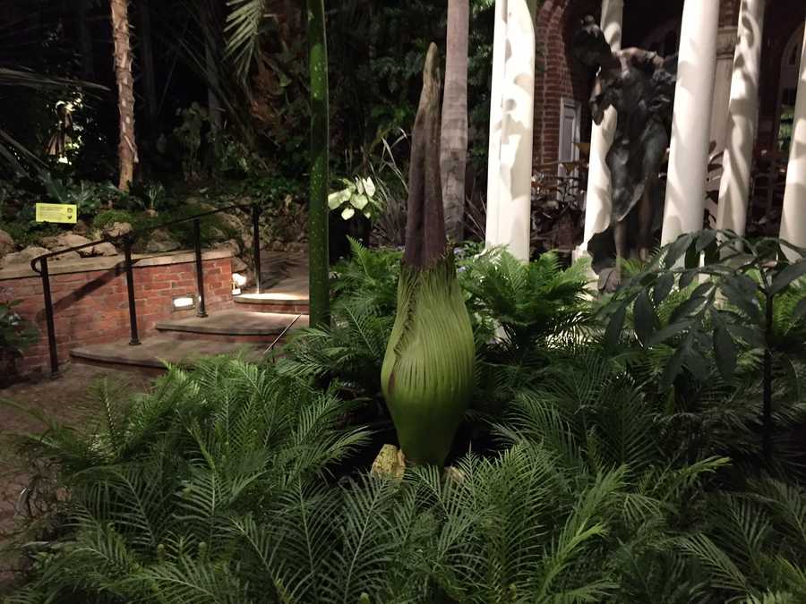 Photos: Pittsburgh's corpse flower set to bloom, unleash stench