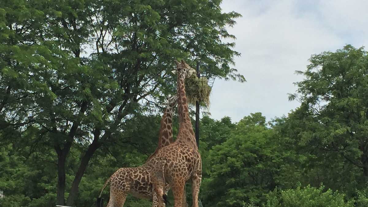 Photos: Meet the giraffes at the Pittsburgh Zoo