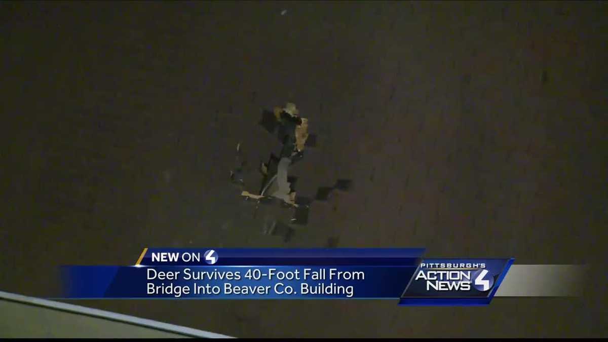 Official: Deer survived 40-foot fall off bridge into garage