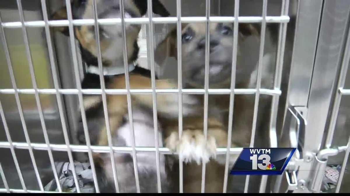 JeffCo Personnel board extends animal control contract