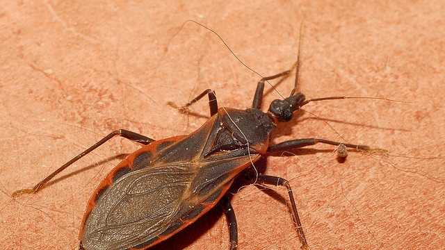 "Kissing bugs" make their way to Alabama