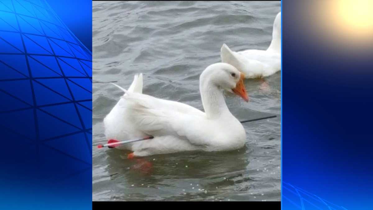 Goose recovering after being shot with arrow