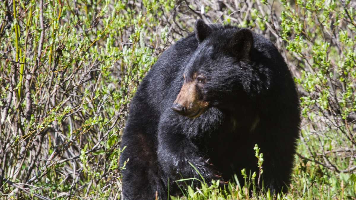 Official emblems, symbols and honors of Alabama